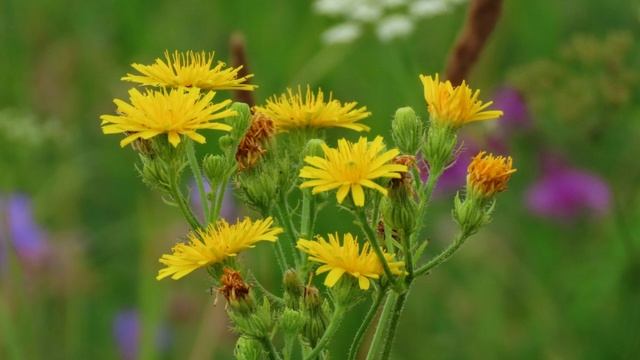 Маяк жизни - песня
