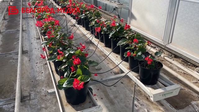 В теплицах Белгорблагоустройства бережно ухаживают за цветами, которые этой весной украсят город