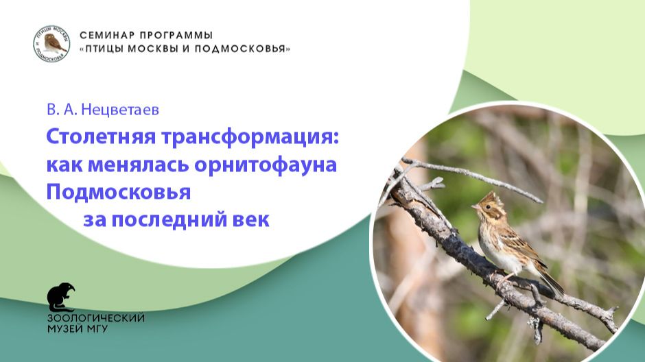 В.А. Нецветаев. Столетняя трансформация: как менялась орнитофауна Подмосковья за последний век