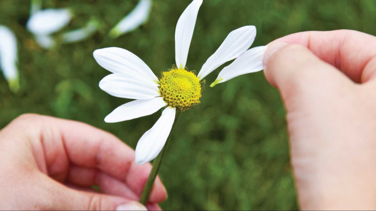 Артур Багинский - Ромашка