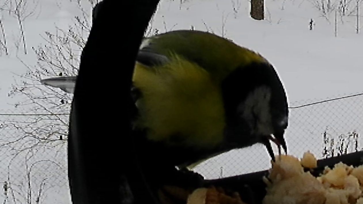 Синица лижет куру