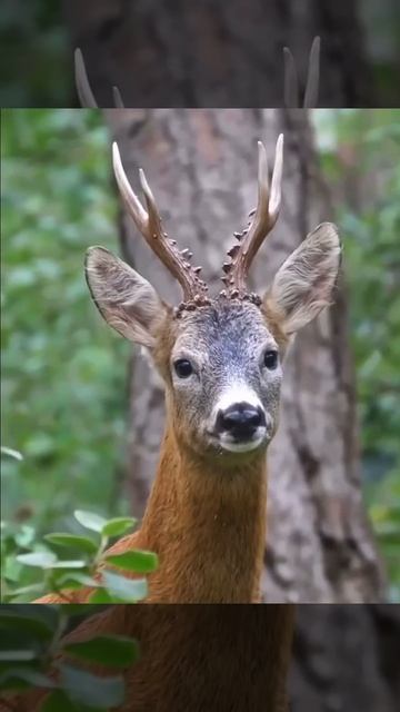 Такие душераздирающие звуки косули издают не всегда. В их арсенале также есть шипение, писк и фыркан