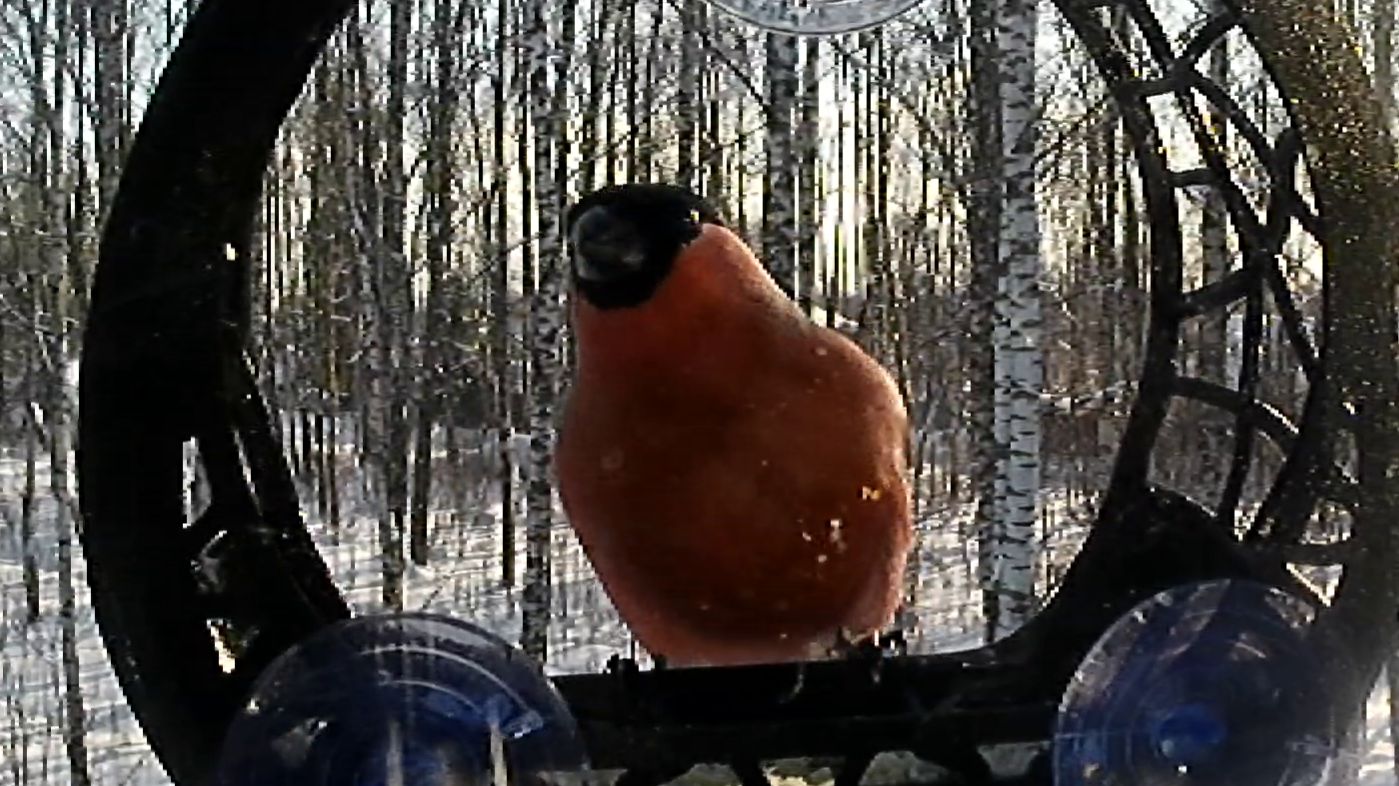 Роскошные грудки