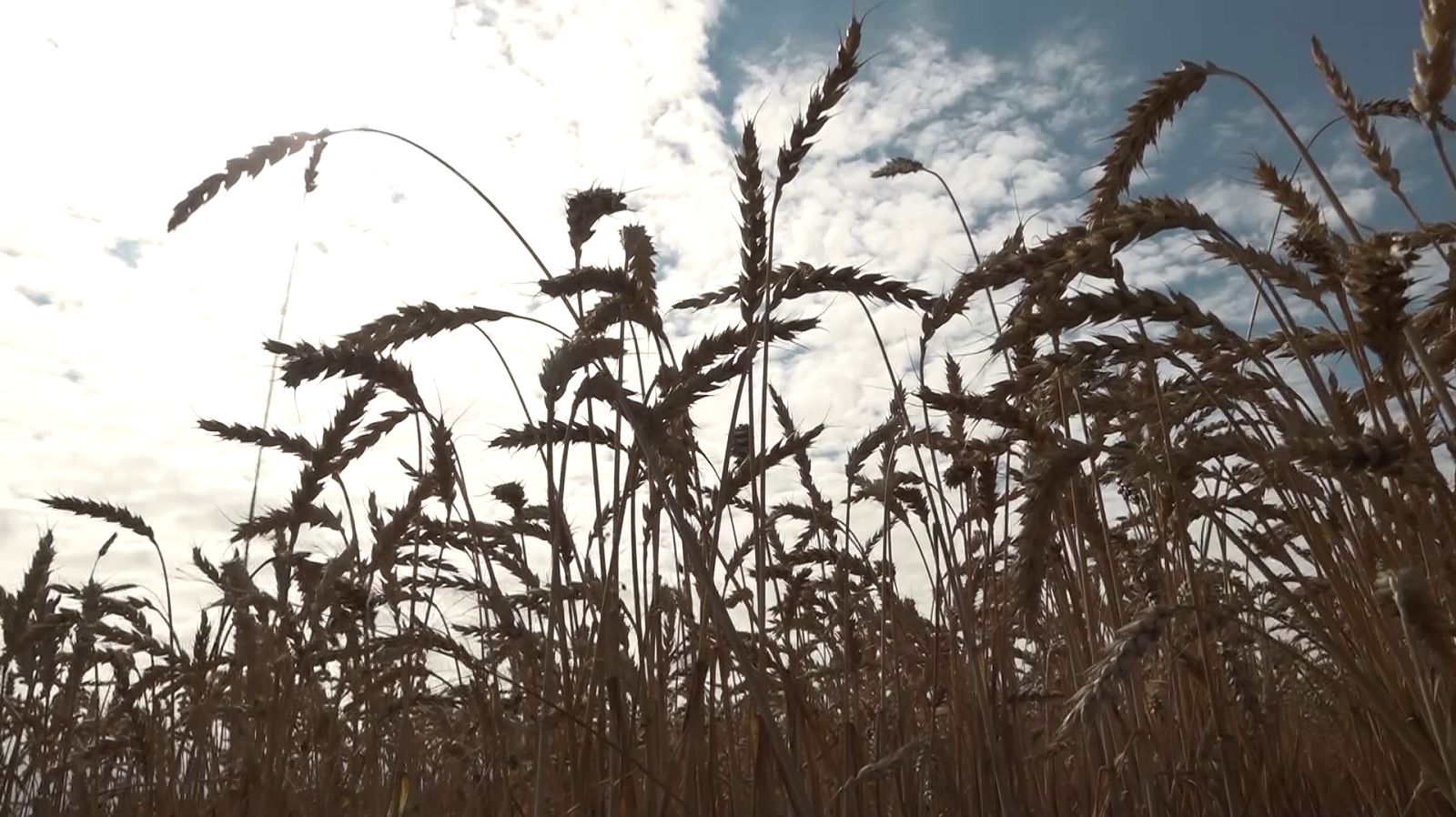 АПК Новосибирской области: итоги-2025 и планы на 2026 год