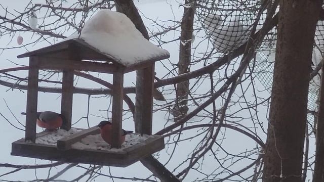 Снегири. Bullfinches