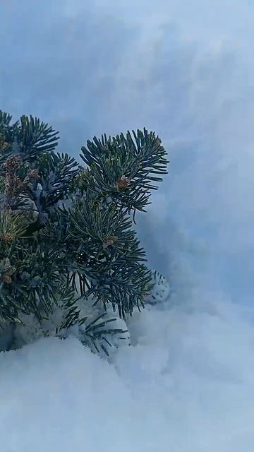 Новогодняя капЕль #зима#новыйгод#дача#garden#сад #южныйсад#удачныйсаднаюге#снежныйсад