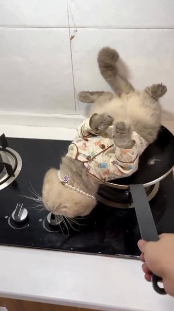 Котик готов! 😺