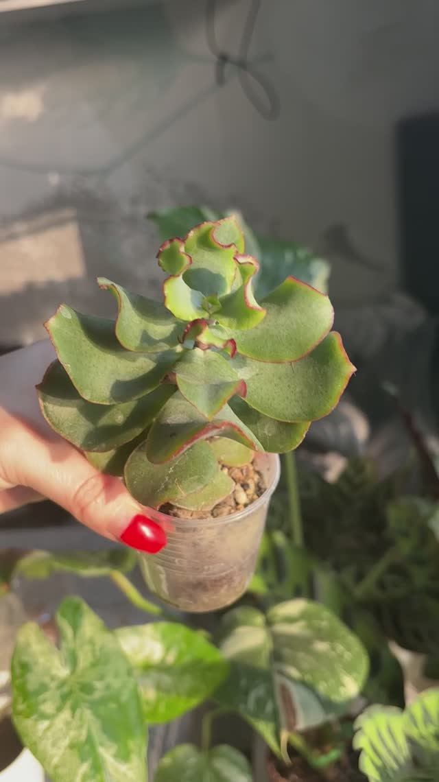 Крассула Арборесценс | Crassula Arborescens