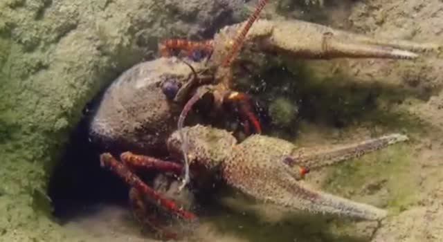 .... Где зимуют Раки....