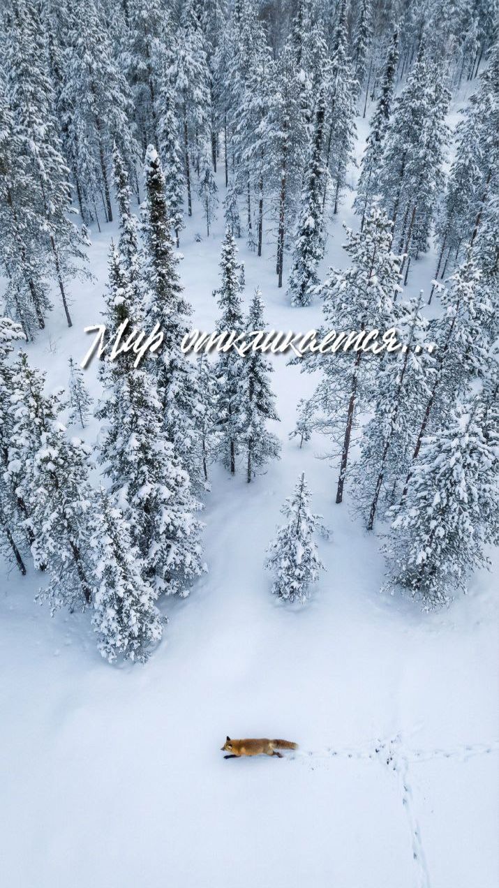 Мир откликается