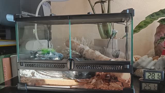 #1 Сбылась мечта. У меня новый питомец