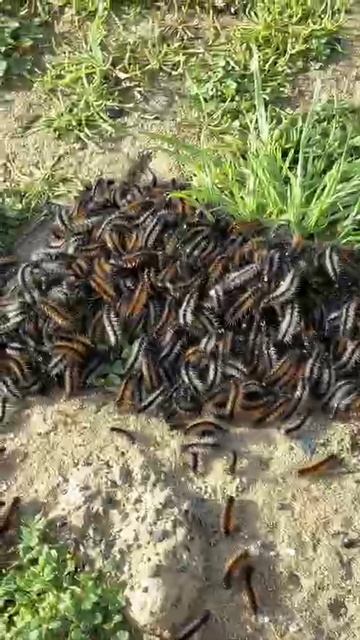 Кипр Ларнака гусеницы насекомые