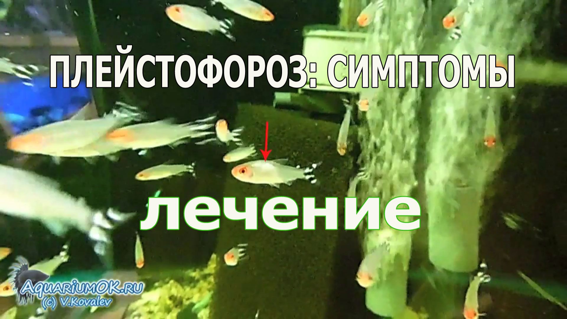 Плейстофороз у аквариумных рыб, показано как приготовить лечебный корм.