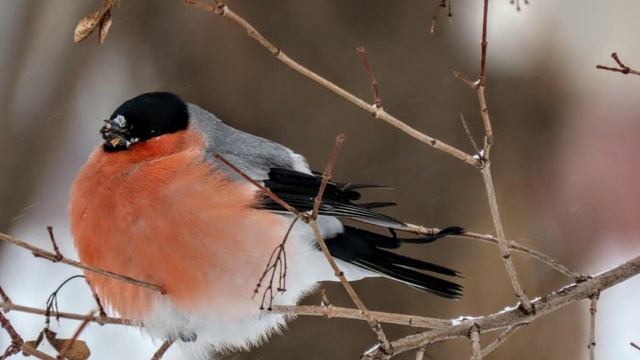 Птички Сибири - щегол, снегирь, урагус и сорока
