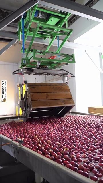 1717. Автоматическая мойка яблок методом погружения