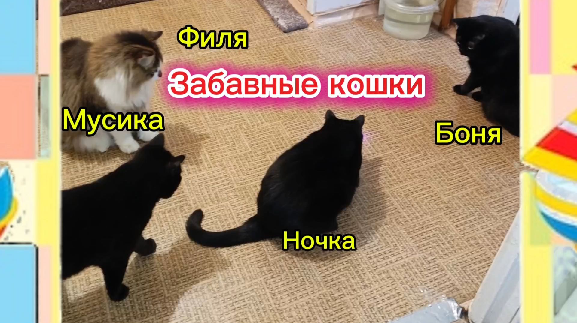 ЗАБАВНЫЕ КОШКИ.