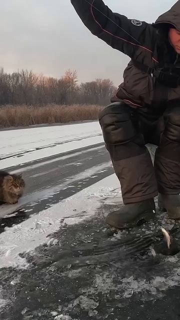 Теперь еще кошку ловить прийдется