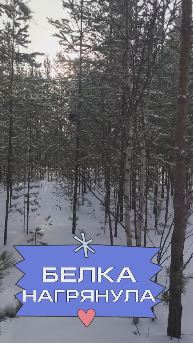 Белка нагрянула xD красавица в зимней шубке!