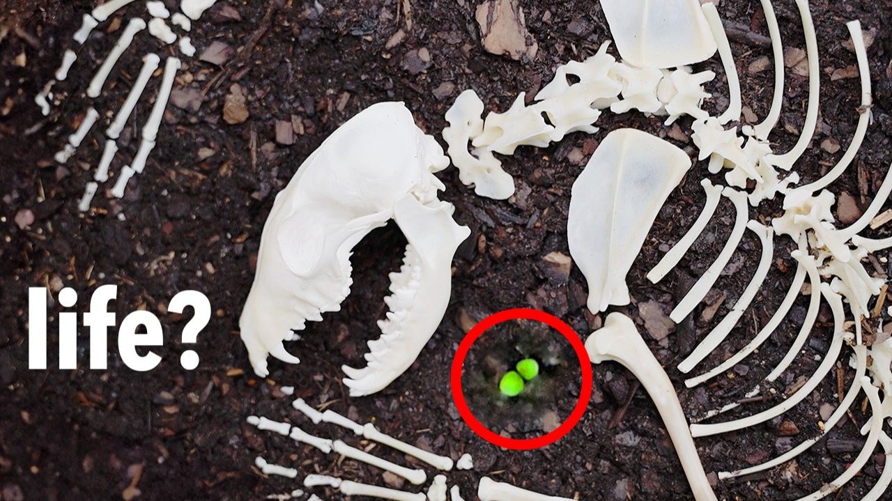 Симуляция леса 100 ДНЕЙ! Доктор Плантс (DrPlants)