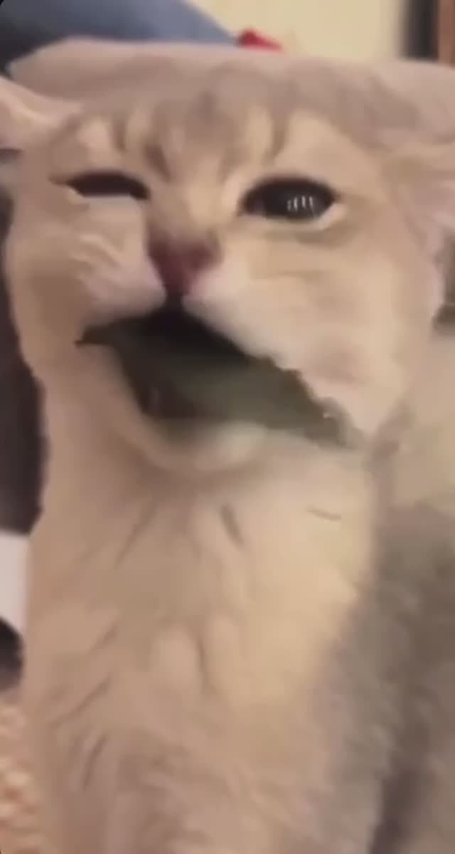 Мы с котом на ЗОЖе 😅👍 а ты? 🤪 подпишись 👇