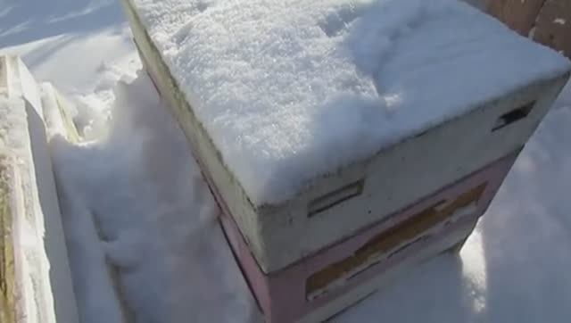 февраль, зимняя подкормка пчел, сироп не берут, меняю на канди , 17.02.2026