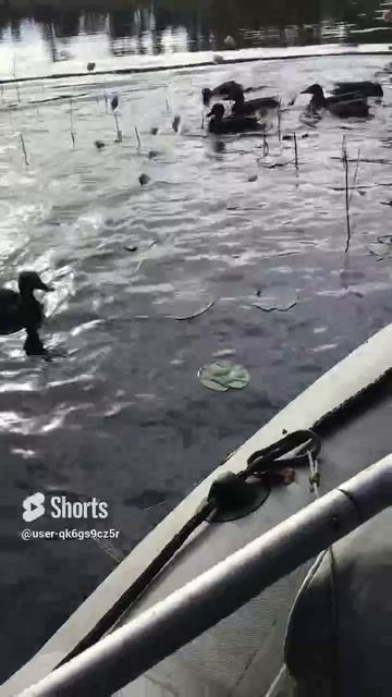 Ленобласть. 17.08.2024. Часть 165. Утята. Завтрак-хлебушек