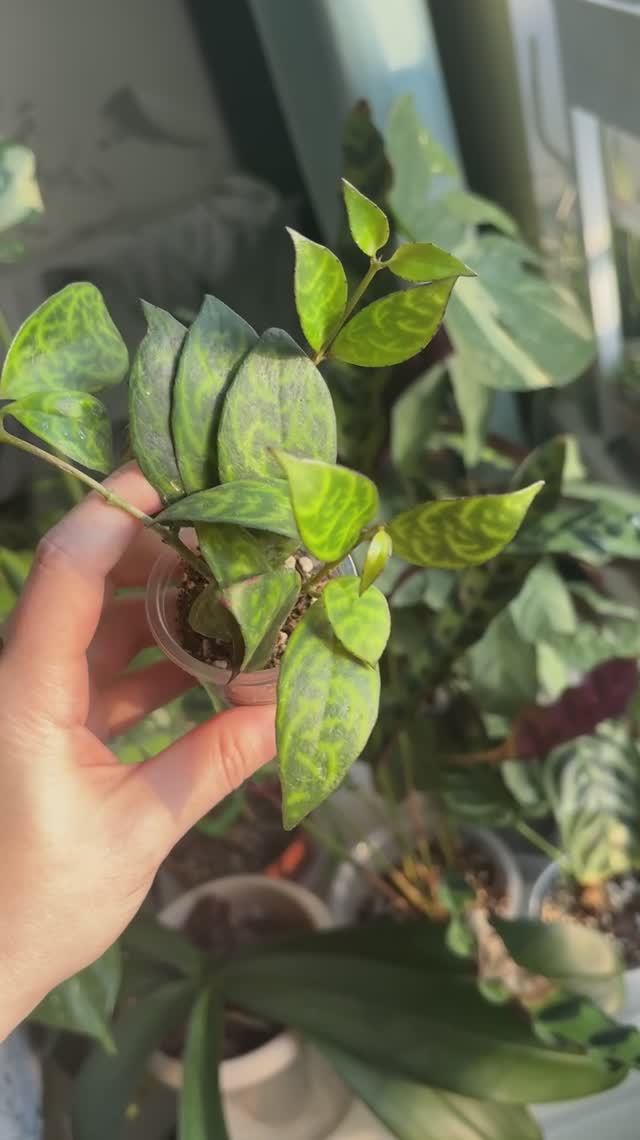 Эсхинантус Мраморный | Aeschynanthus marmoratus