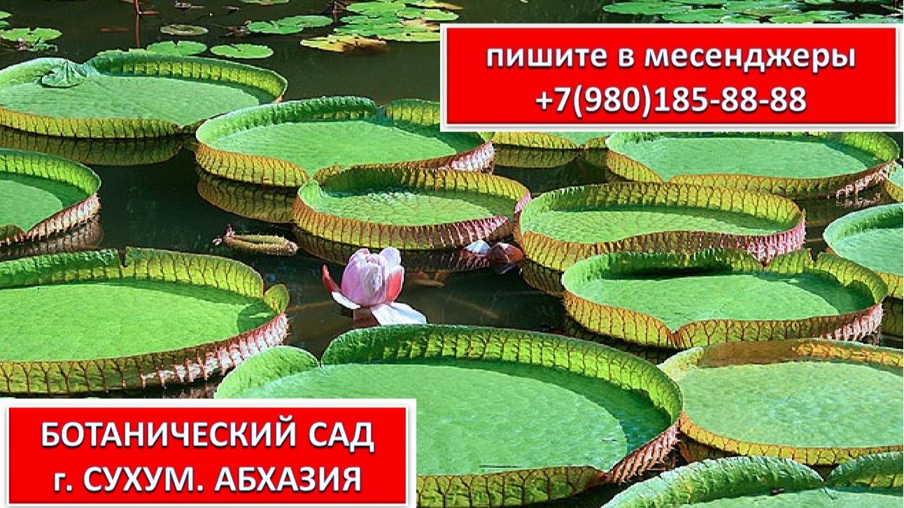 БОТАНИЧЕСКИЙ САД в СУХУМЕ. АБХАЗИЯ