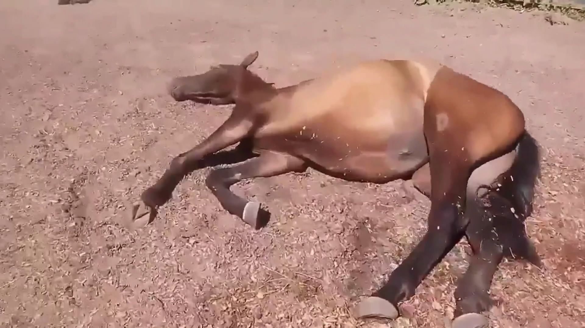 Здравствуй, год Красной Огненной Лошади!