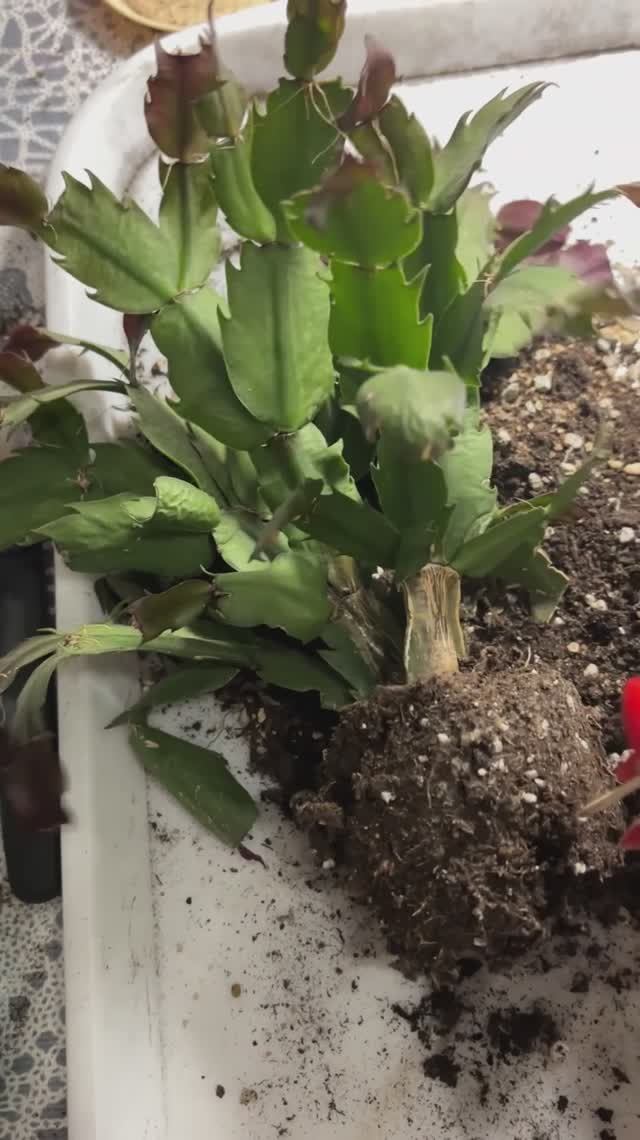 Неудачная перевалка растения, исправляю последствия