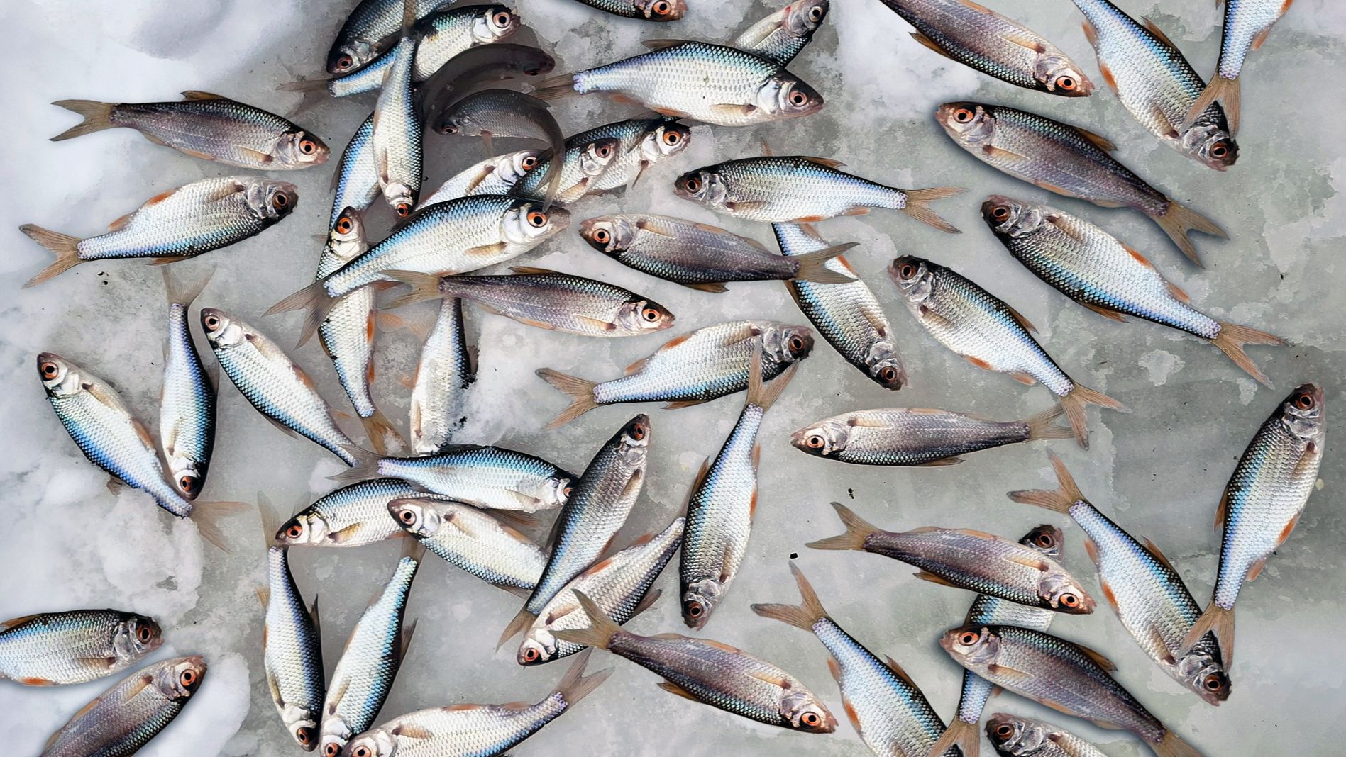 Ловля плотвы на макароны. Мормышинг зимой в Подмосковье #рыбалка