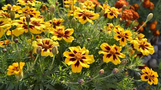 Остров сокровищ - Уеду за город