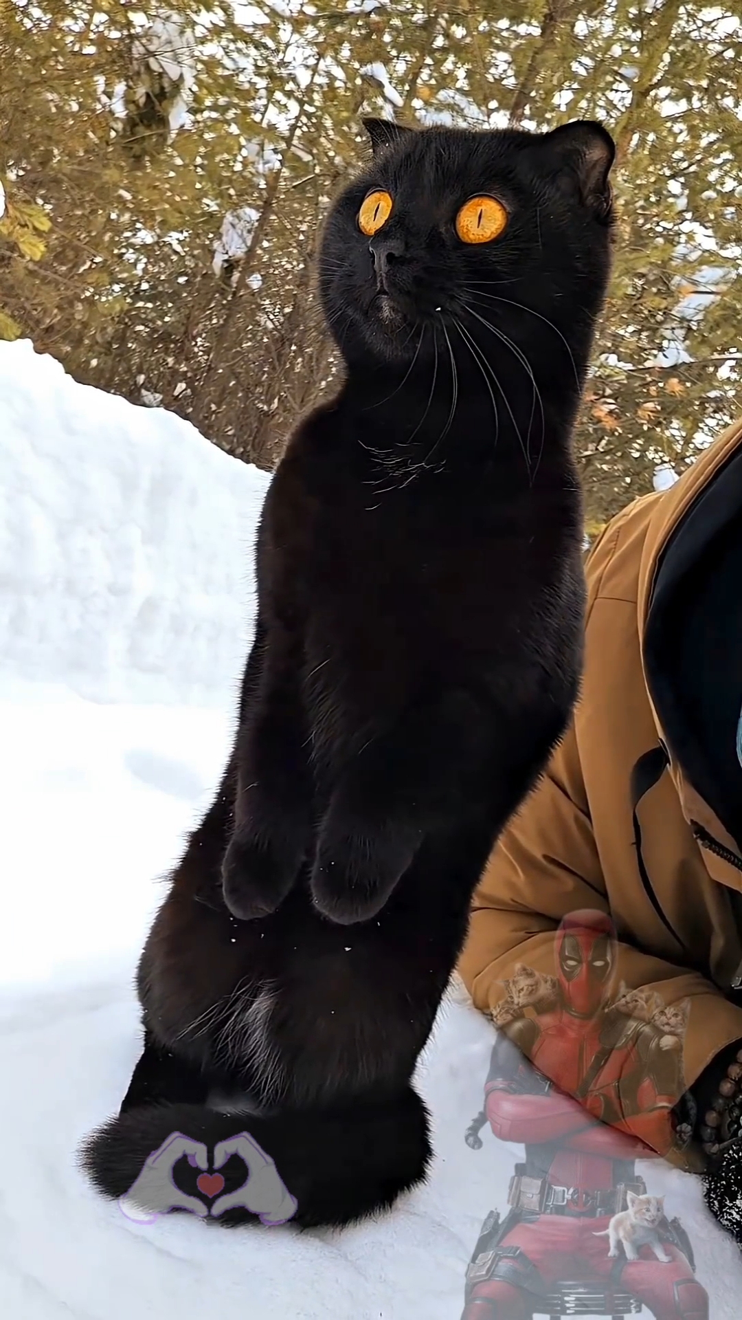 Ring ding ding ding ding ding 😼🫶😎