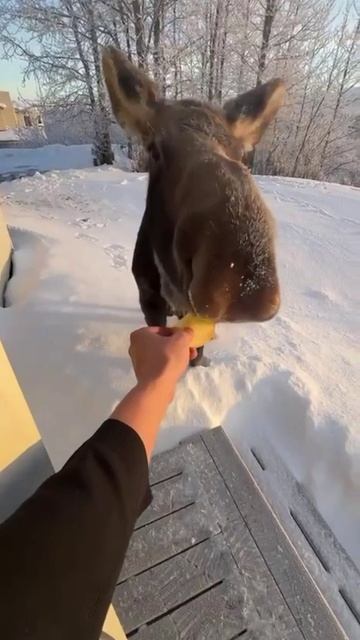 Лоси обитают практически по всей территории России, от северных областей до степной зоны. Численност