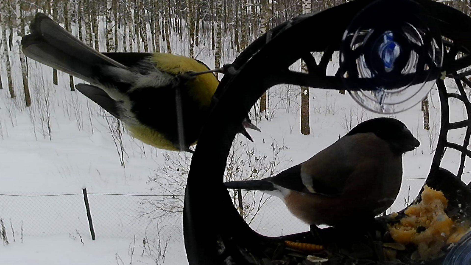 Шар-Синица требует освободить кормушку!