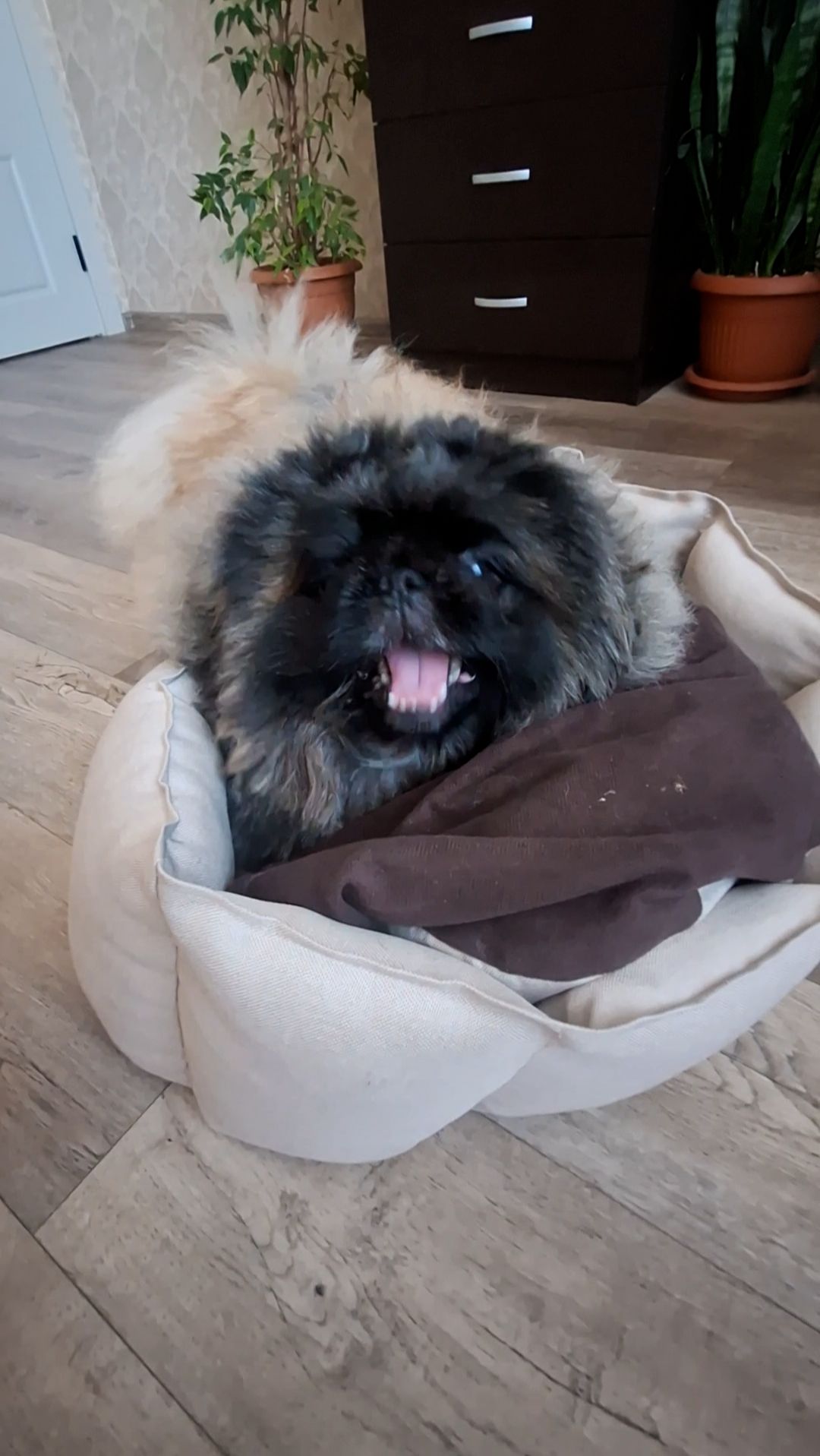 Пекинес Дендик баловник