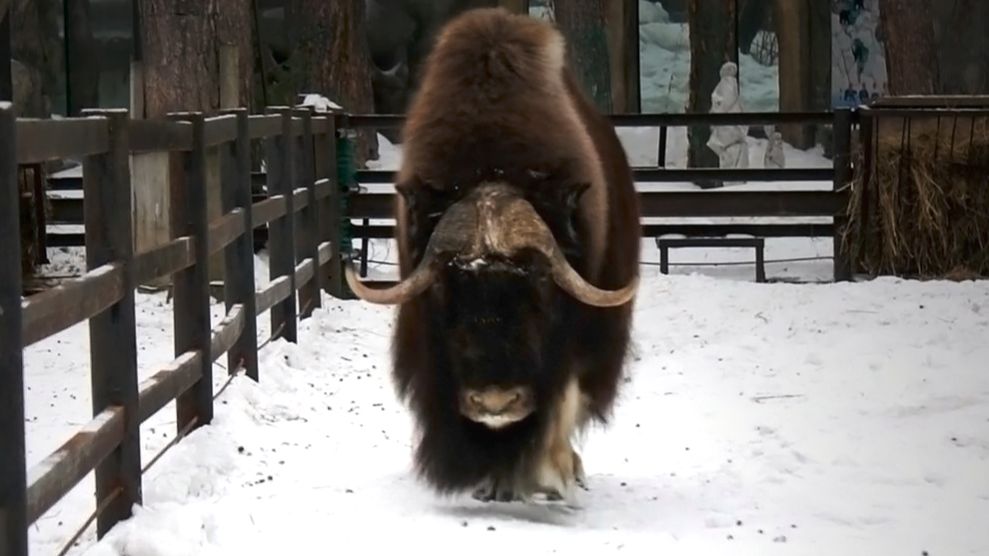 Овцебык по имени Пугачев заигрывает с молодыми сестренками.
