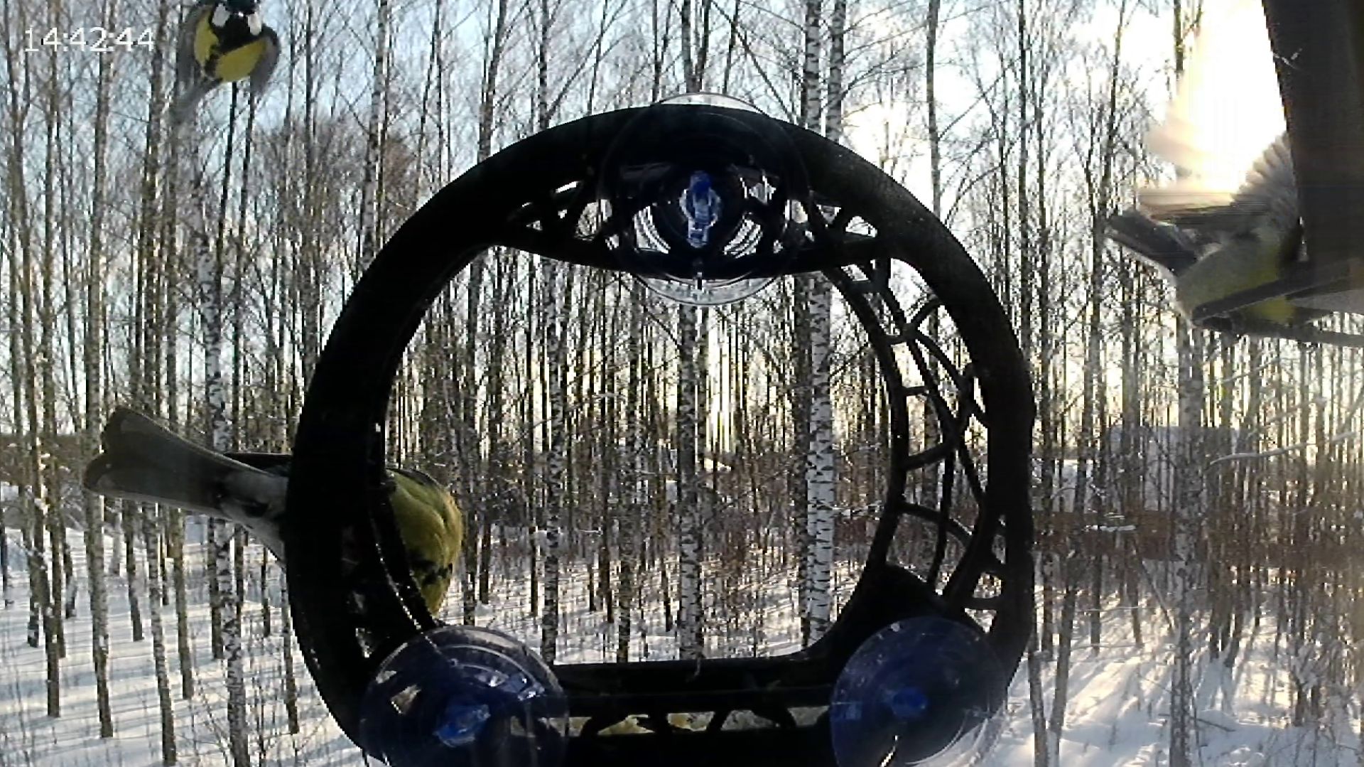 Птичьи будни