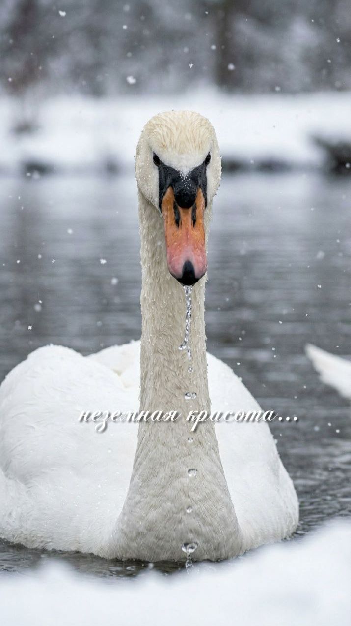 Лебеди красота вокруг