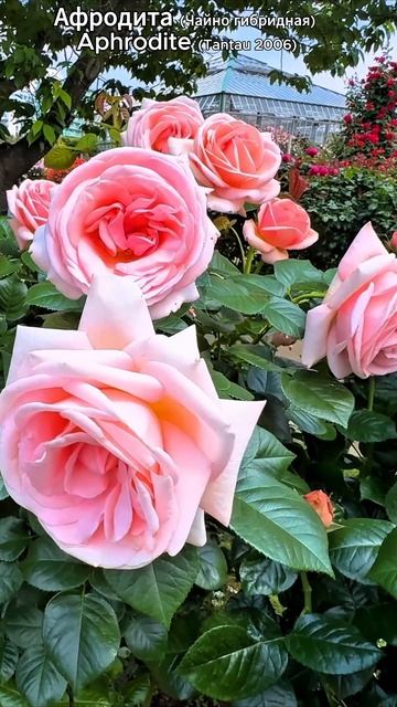 Роза Афродита — нежная богиня любви в полном цвету! 🌸