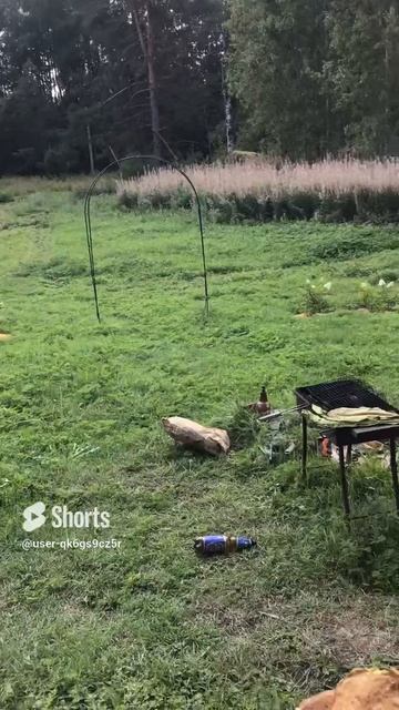 Ленобласть. Хвойное. 17.08.2024. Полчаса на сбор Грибов в лесу у дачи