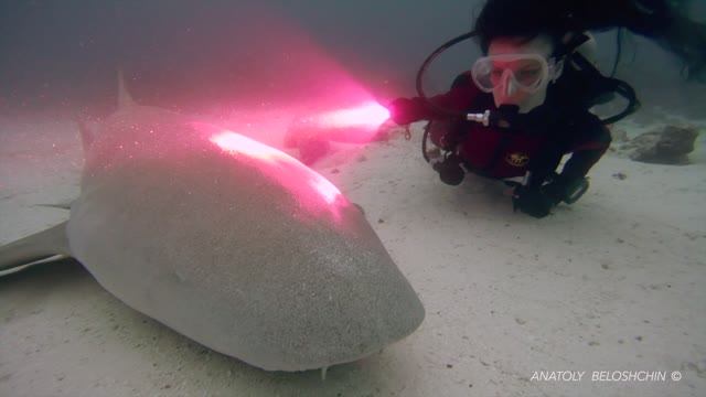 Тестирование камеры PARALENZ ( #2. Индийский океан)