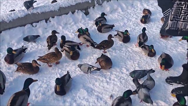 Ходили на речку кормить уточек