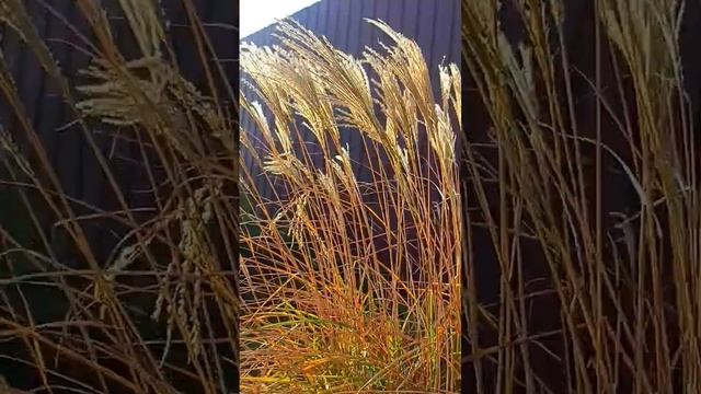 Зимний сон #plants #сад#дача#садоводничество#garden#южныйсад#настроениезима#удачныйсаднаюге