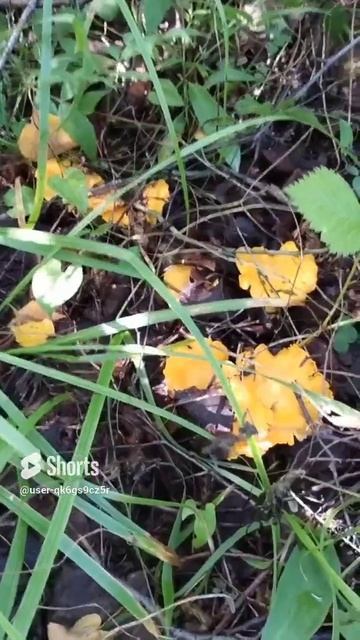 Ленинградская область. Хвойное. 18.08.2024. Грибы-лисички обыкновенные