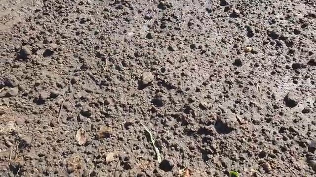 1 Ложку на ведро воды и земля как новая, пролейте этим землю для обильного урожа