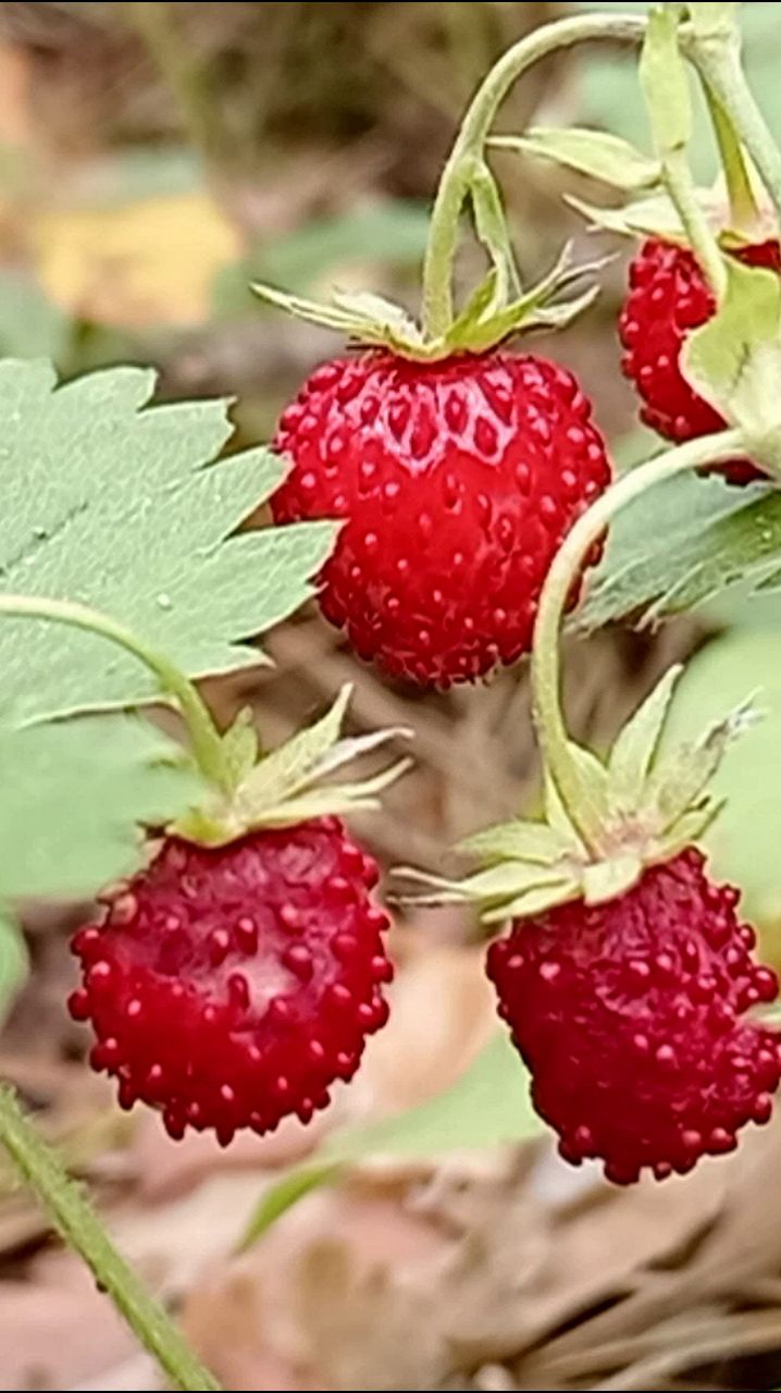 Лесные Ягоды