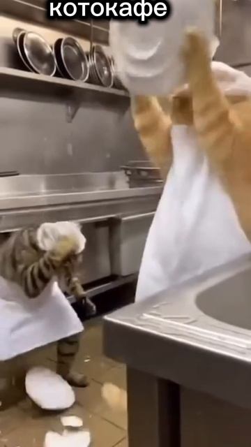 в котокафе произошёл небольшой скандал