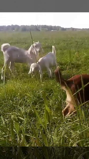 Как прекрасно гулять в чистом поле!