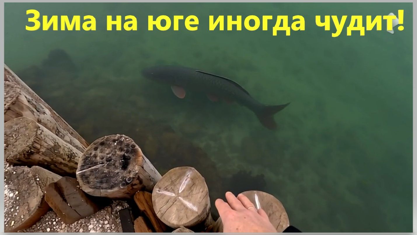 Зима на юге иногда чудит. Ейск.